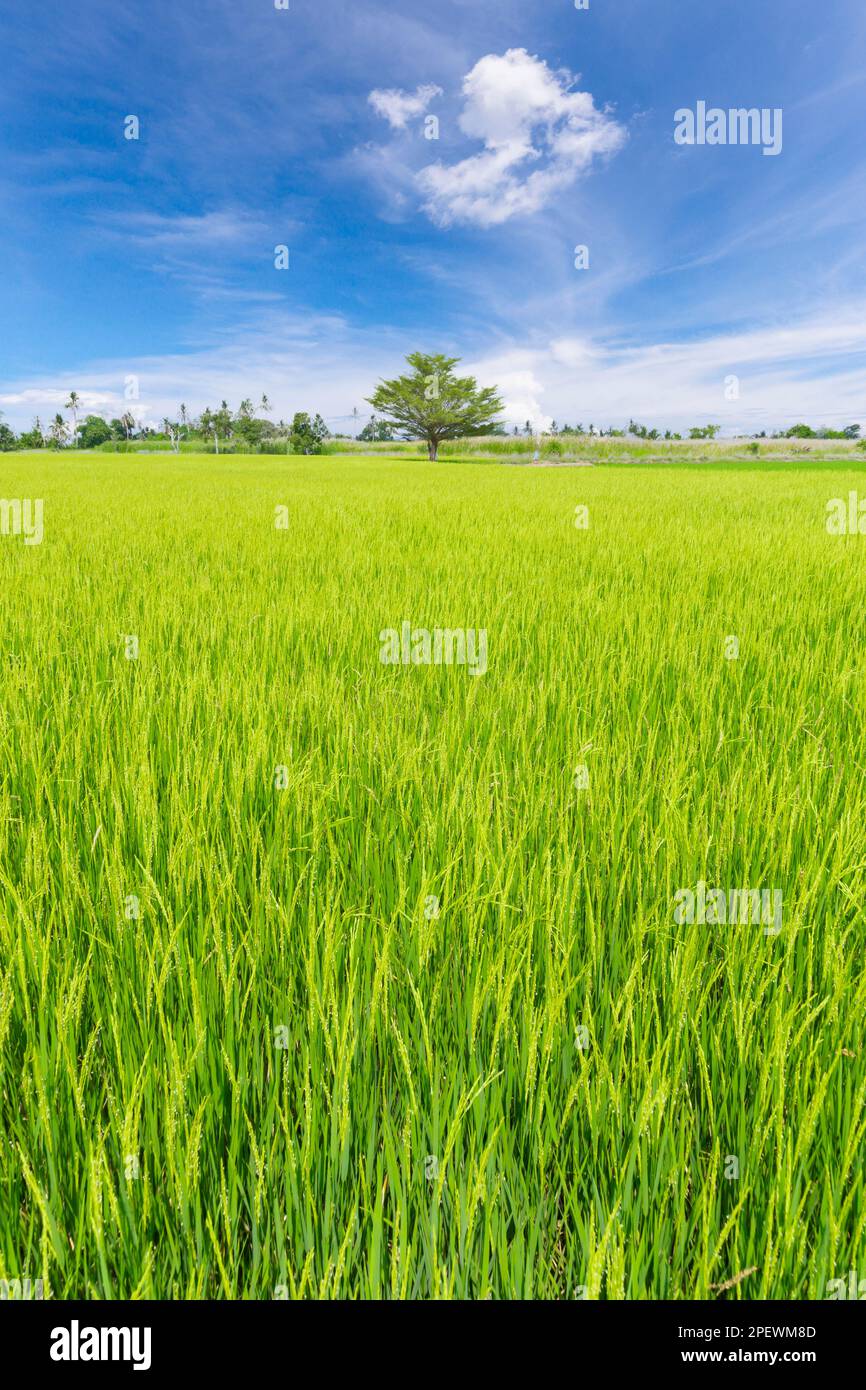 Green rice paddy field plantation in Asia against a beautiful blue sky ...