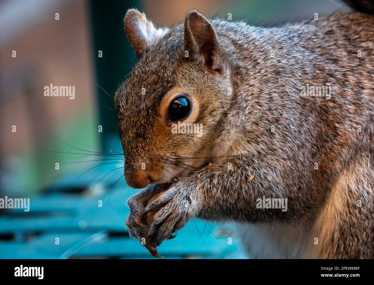 A gray squirrel finds a peanut on the deck Stock Photo - Alamy
