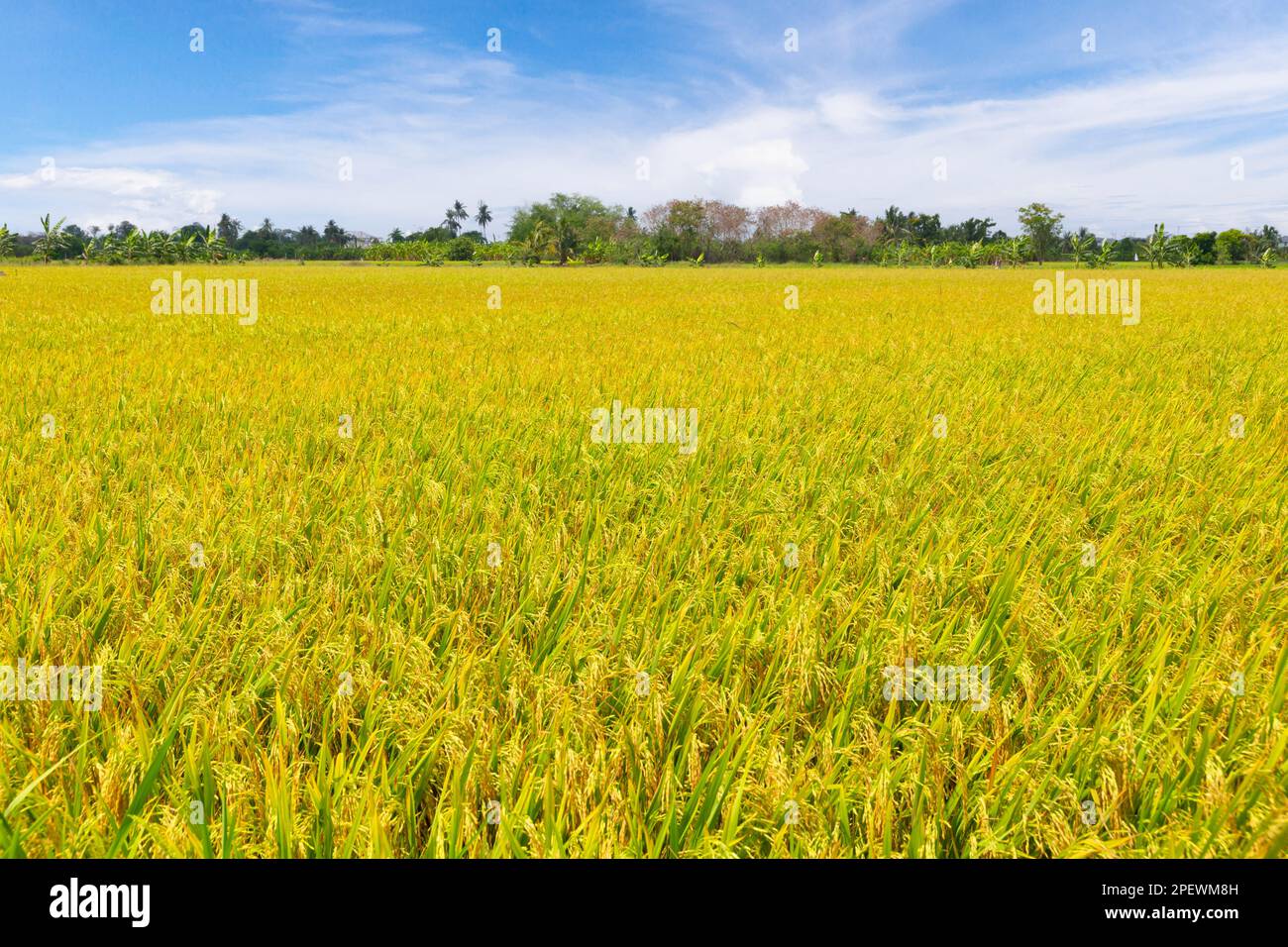 Ripe rice field plantation in Asia against a beautiful blue sky Stock ...