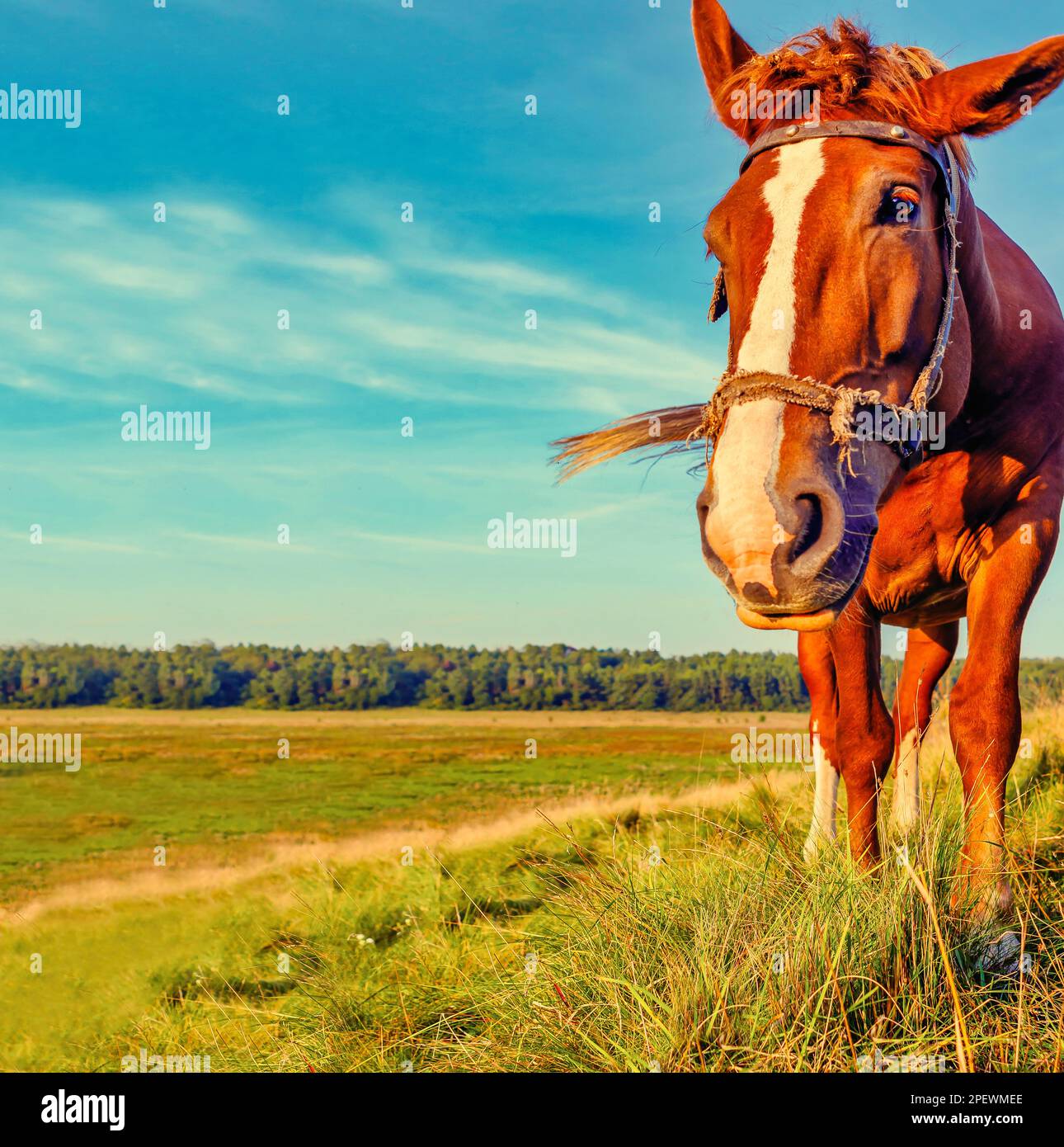 Country horse close up hi-res stock photography and images - Alamy