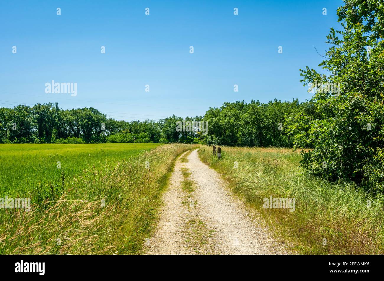 Altopascio, province of Lucca : route of the Via Francigena. Flat road ...