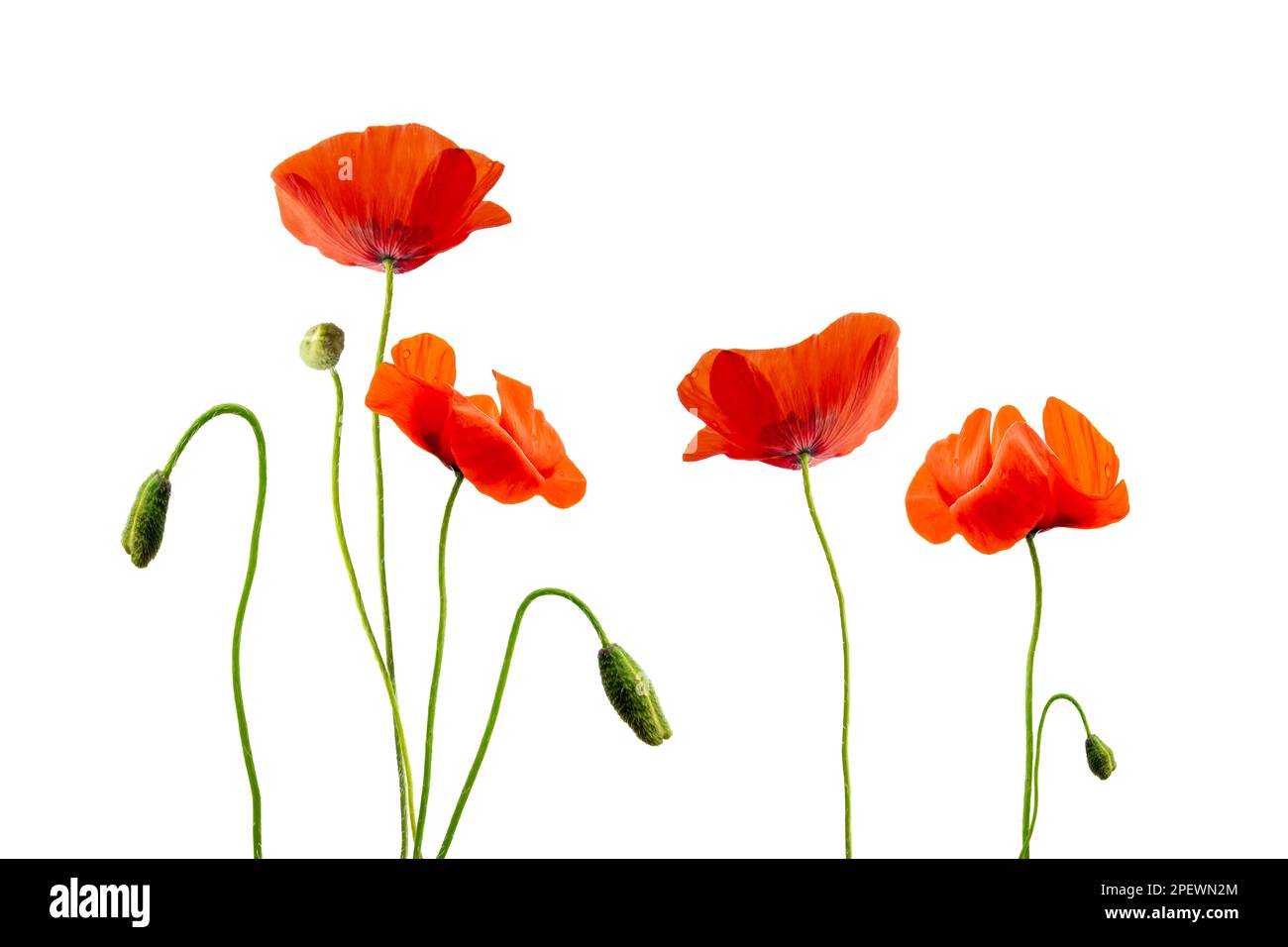 Close up of red poppies isolated on white background Stock Photo - Alamy