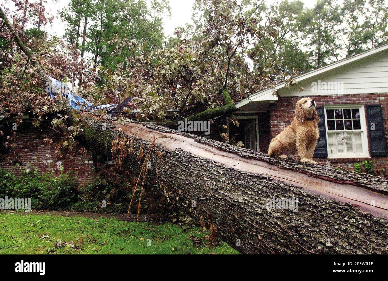 The Mullins family dog, Max, rests on the tree that destroyed parts of ...