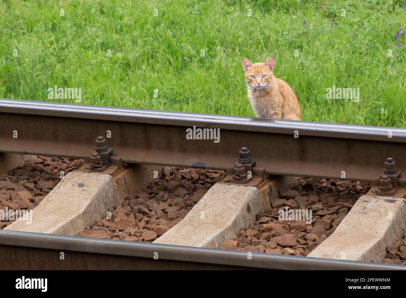 Railway cat hi-res stock photography and images - Alamy