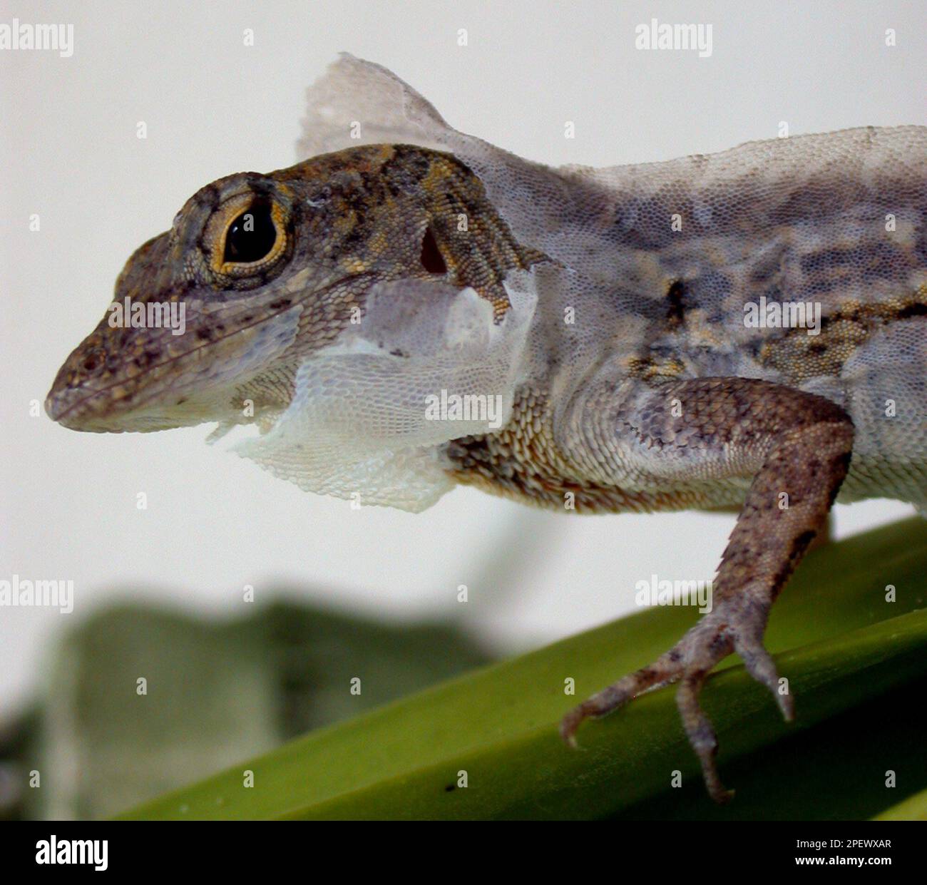 A Brown Anole sheds his skin Friday, June 25, 2004, in Surfside, Fla ...