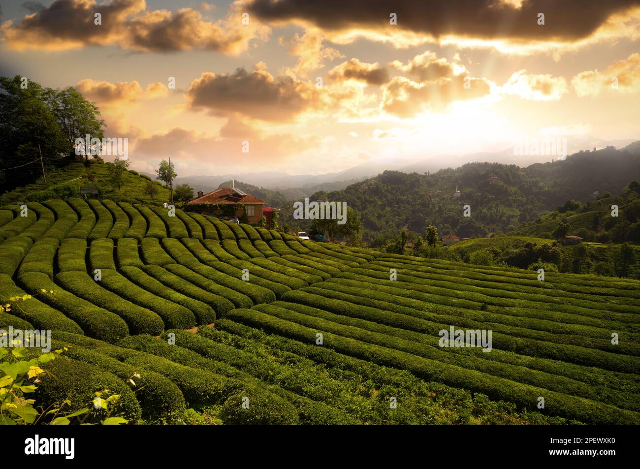 Tea field in Haremtepe or Ceceva Village at sunrise time. Rize tea ...