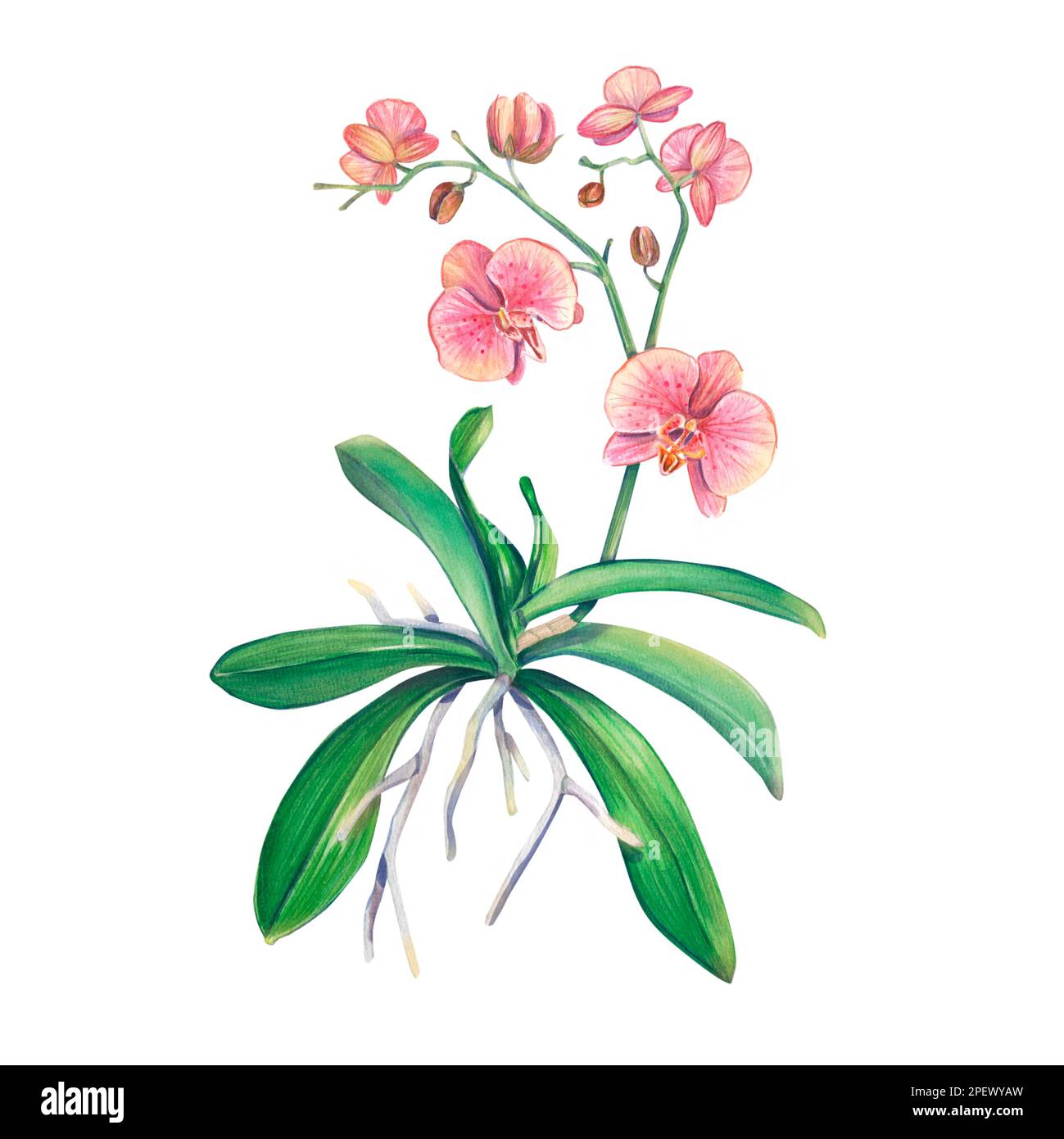 Pink orchid in watercolor on a white background. An exotic house plant ...