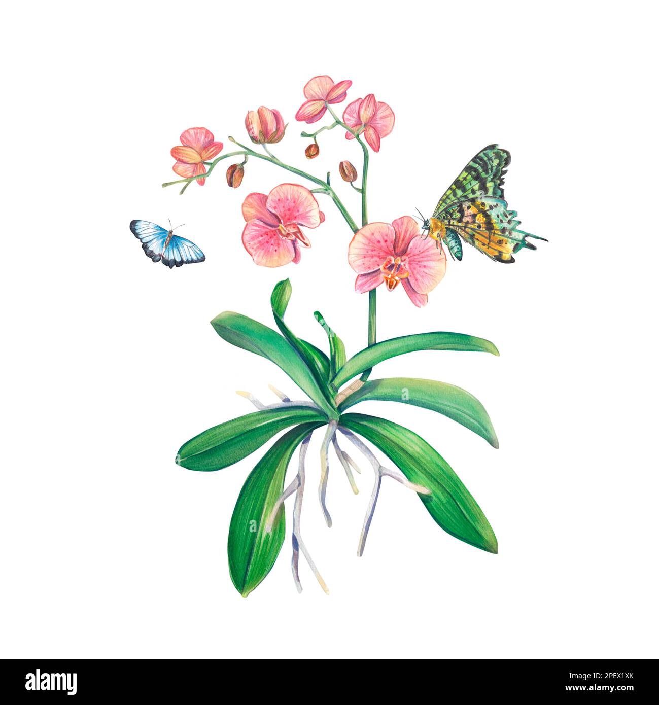 Pink orchid in watercolor on a white background with butterflies. An ...