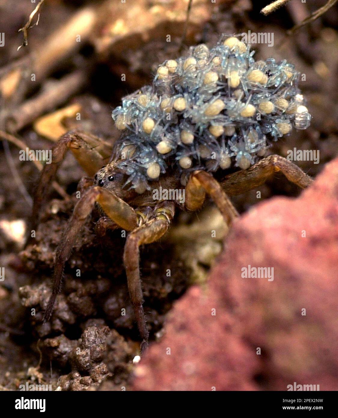A mother wolf spider carries her babies with her on her back, in Parma ...