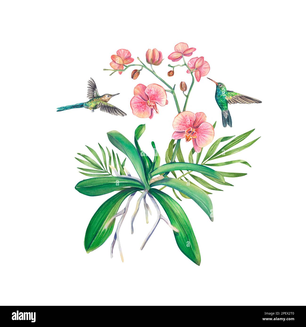 Watercolor bouquet with orchid and tropical branches of hovea. An ...