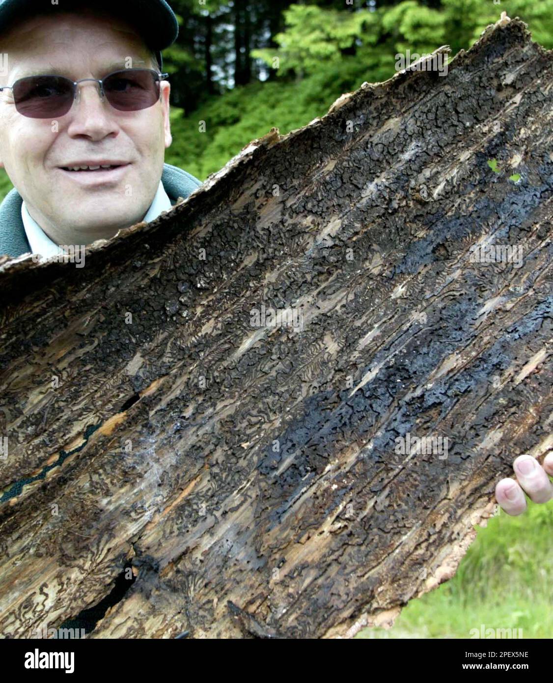 Forstpraesident Meinrad Joos zeigt ein Stueck abgeschaelter Rinde mit ...