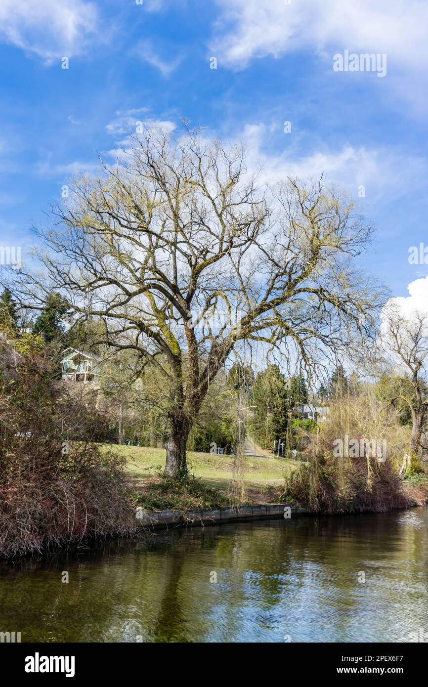 A stately tree grows along Lake Washington in early spring Stock Photo ...