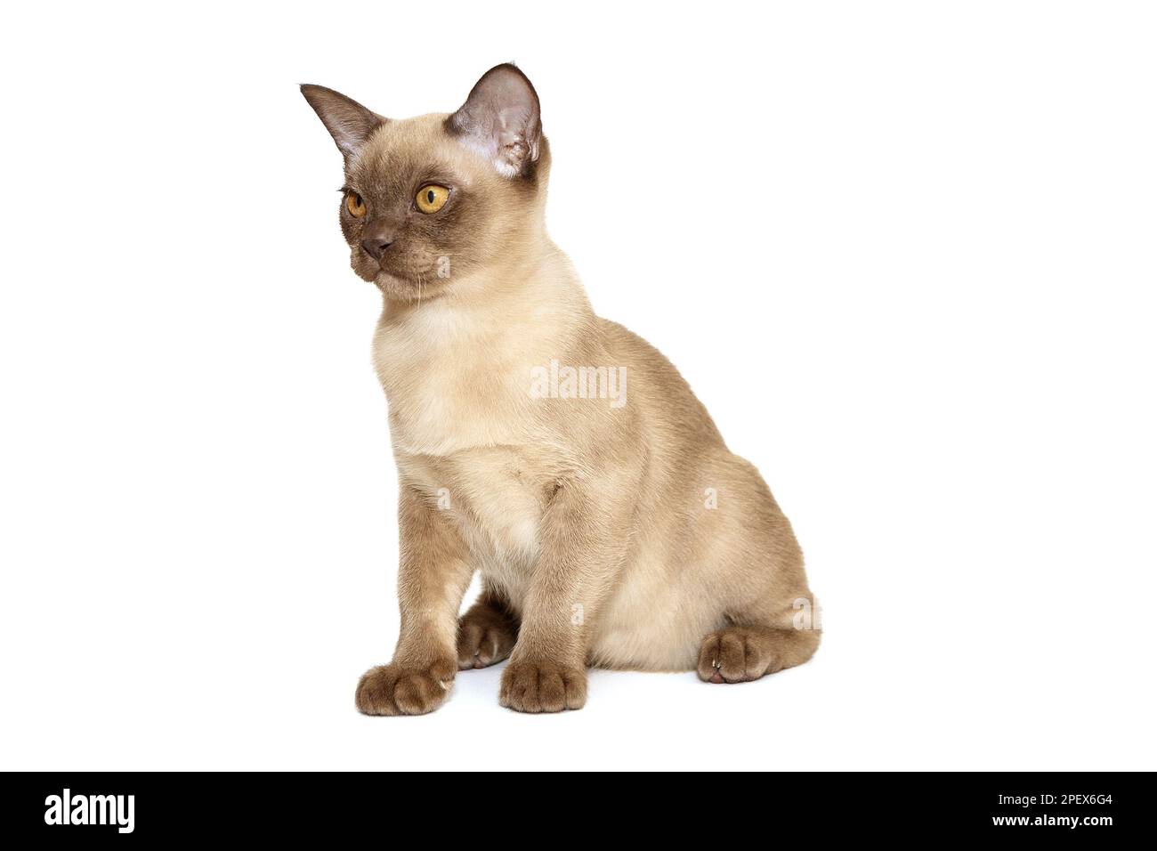 Burmese cat curious Cut Out Stock Images & Pictures - Alamy