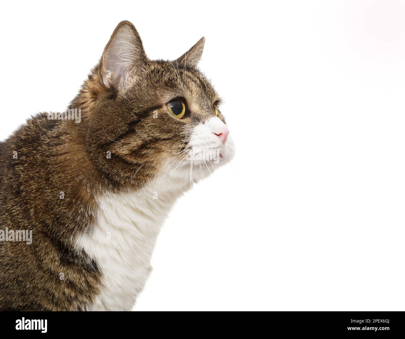 Cat side profile hi-res stock photography and images - Alamy