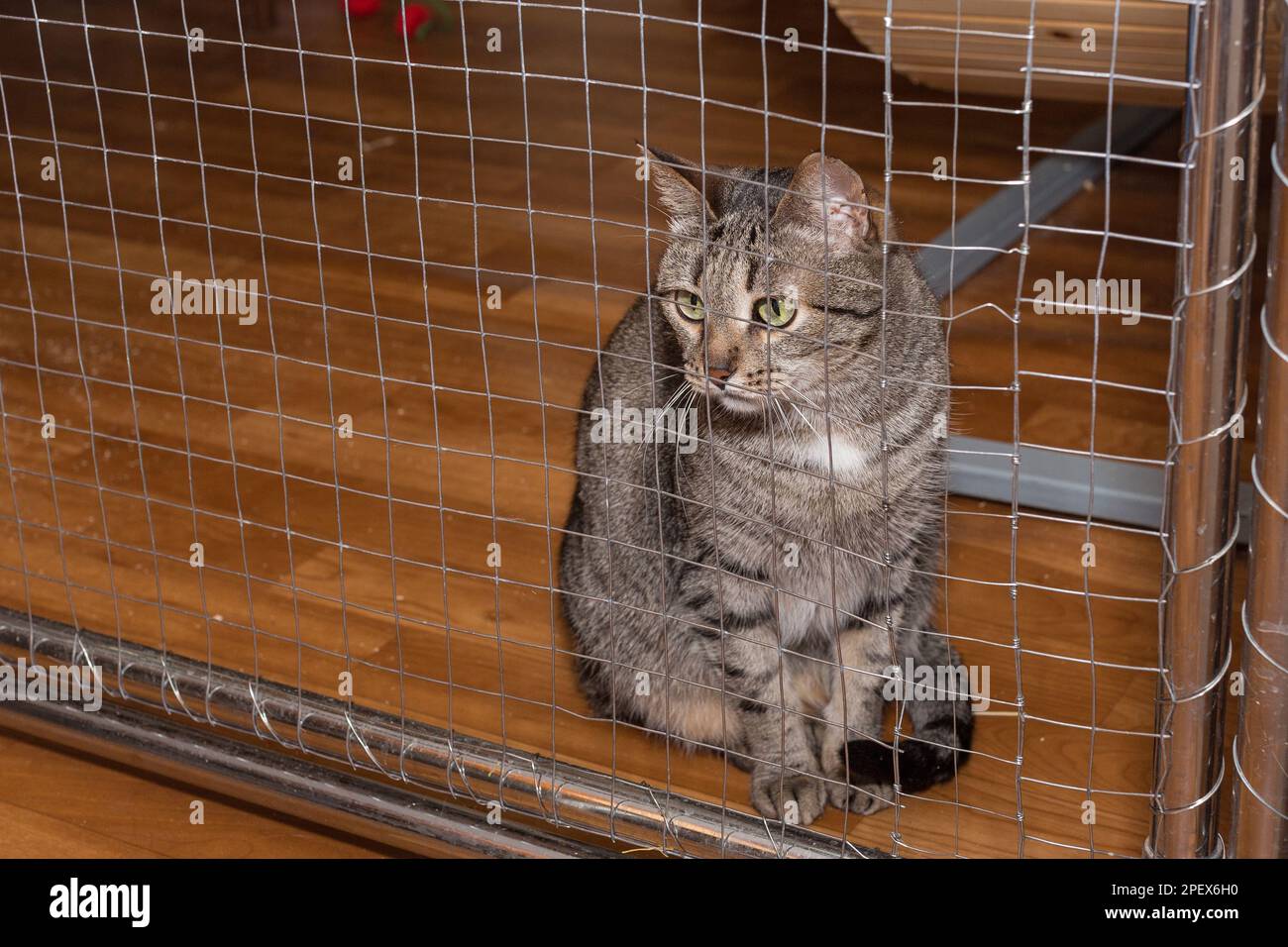 An adult gray cat is sitting in a cage at the shelter and waiting for ...