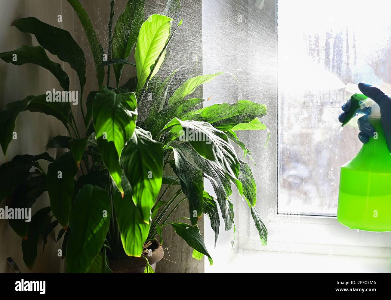 Woman spraying creeping fig Ficus Pumila houseplant in ceramic pot ...