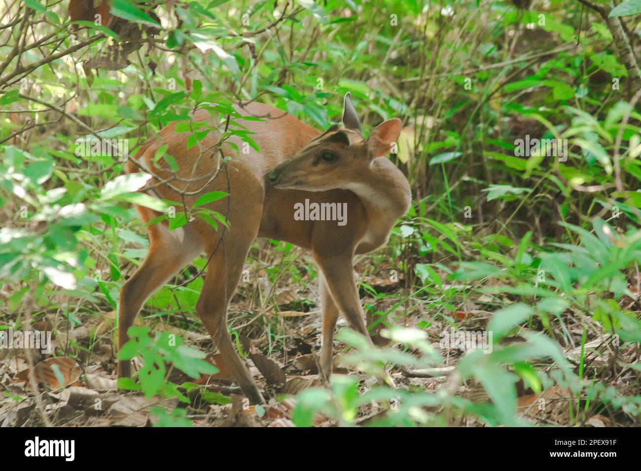 Indian mouse deer hi-res stock photography and images - Alamy