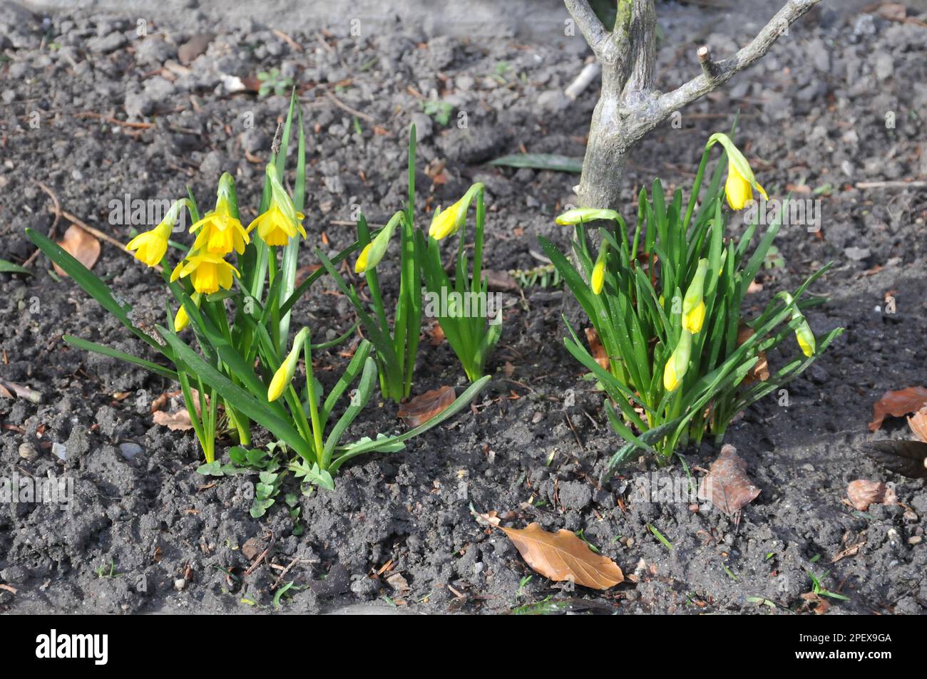 Copenhagen /Denmark/16 March 2023/Green plants with tiny yellow colour ...