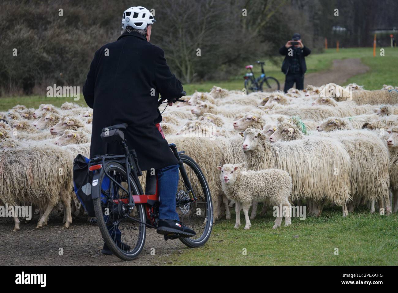 Sheep crosses hi-res stock photography and images - Alamy