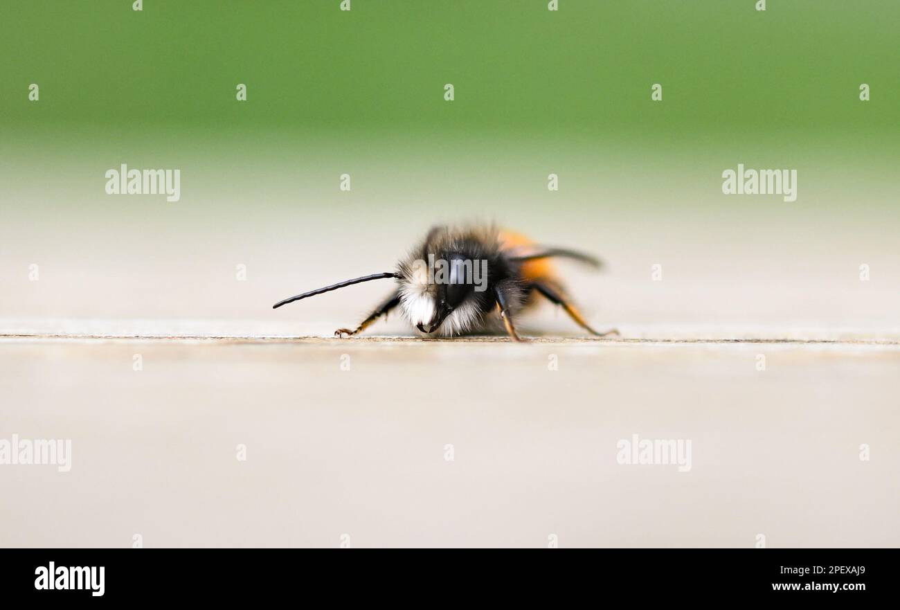 16 March 2023, Hesse, Frankfurt/Main: A rust red mason bee crawls on a ...