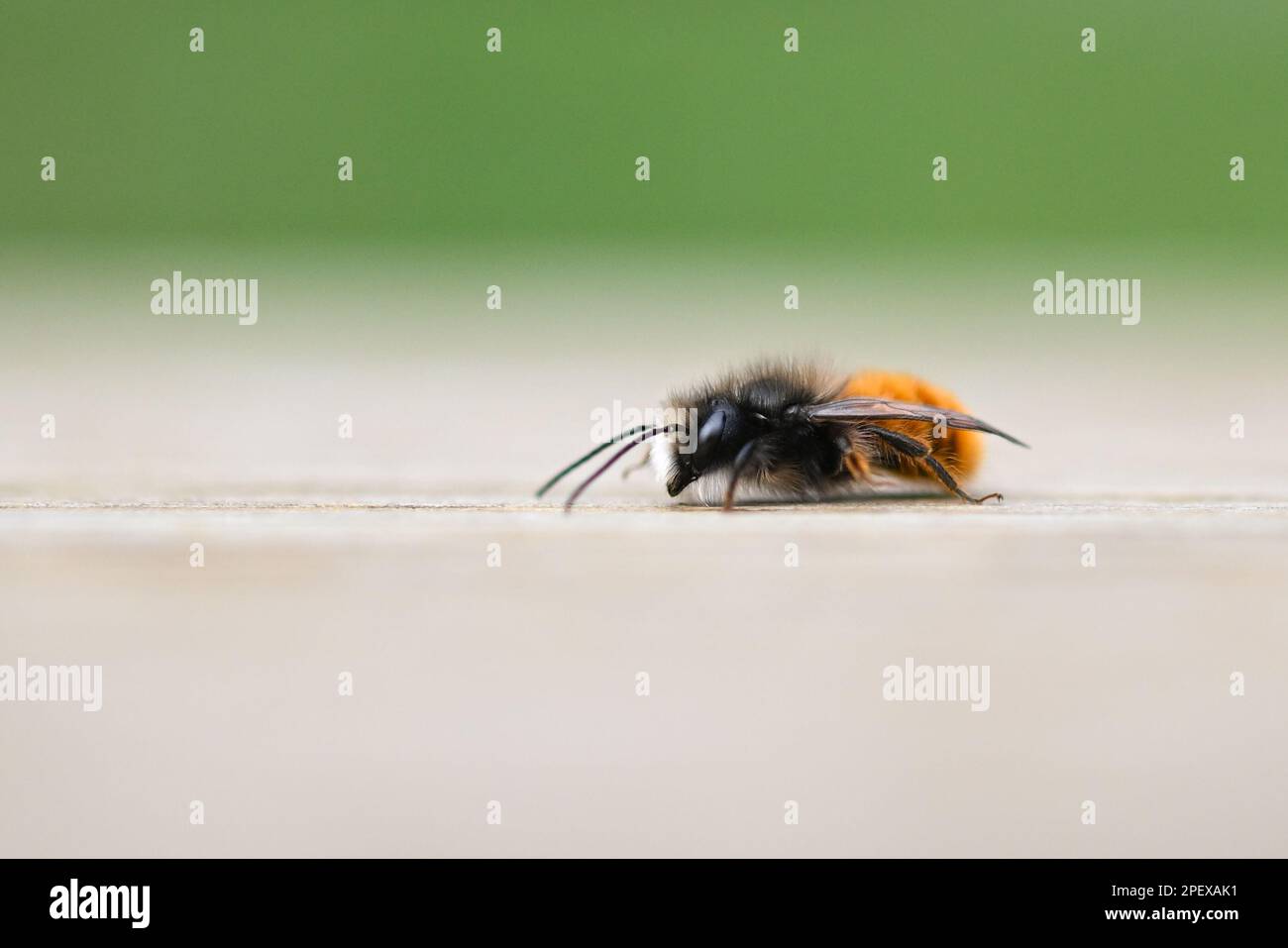 16 March 2023, Hesse, Frankfurt/Main: A rust red mason bee crawls on a ...