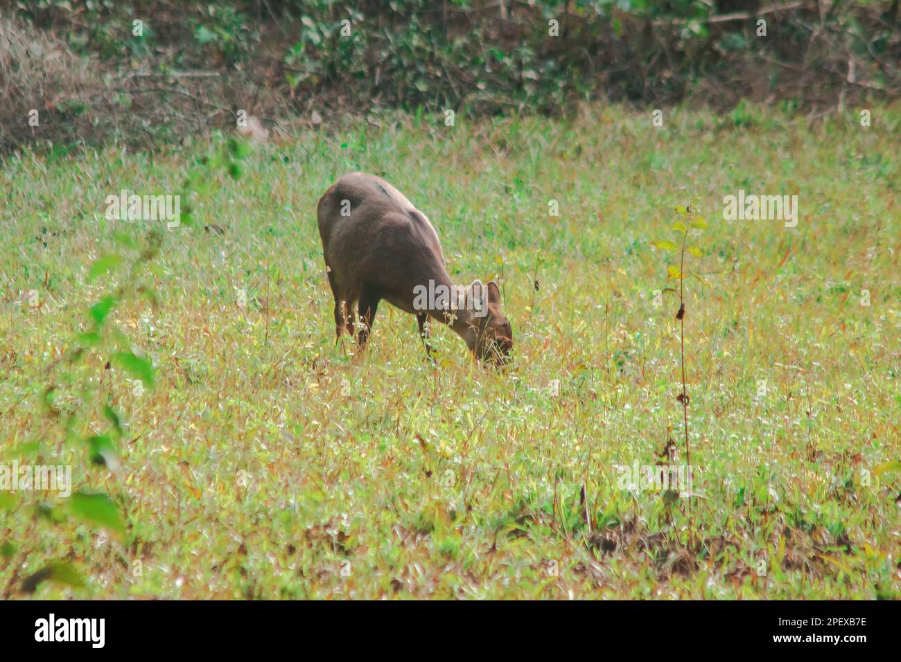Indian hog deer in nature hi-res stock photography and images - Alamy