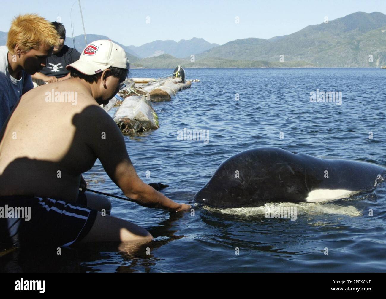 A First Nations member tries to pet Luna while trying to talk the Orca ...