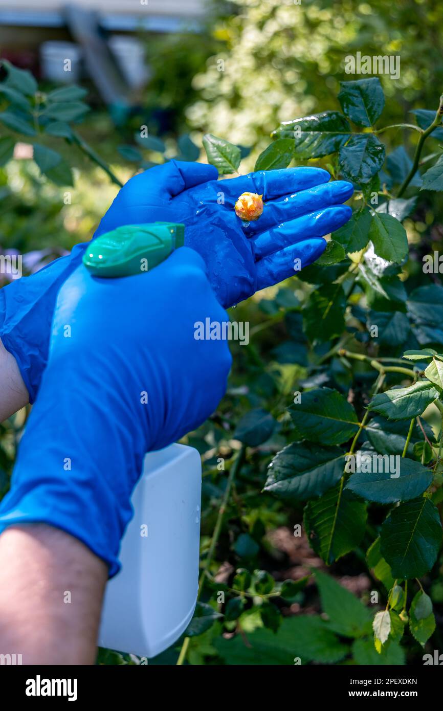 treatment in the garden of young shoots of roses from aphids ...