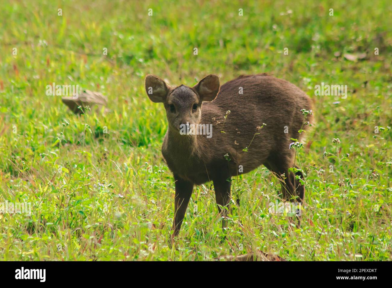 A hog deer hi-res stock photography and images - Alamy