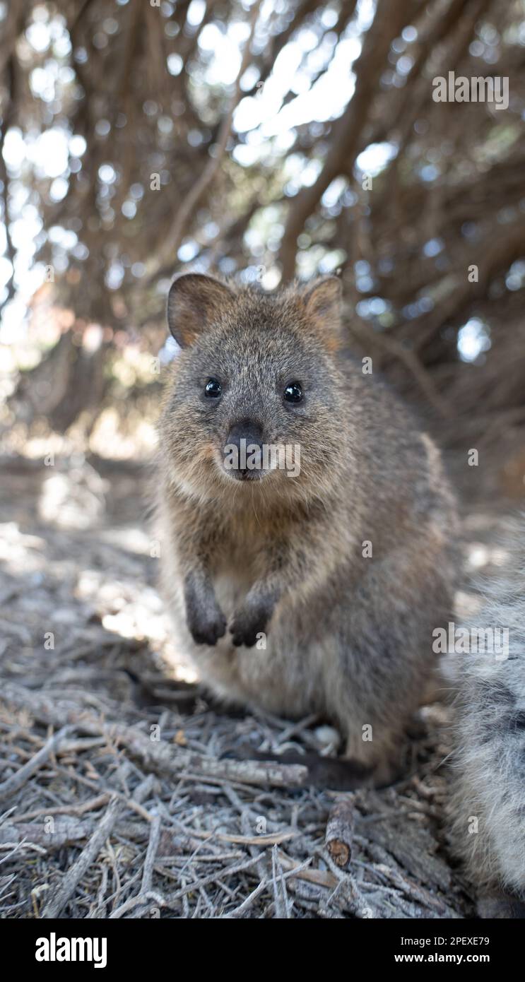 An adorable quokka standing on the ground looking at the camera Stock ...