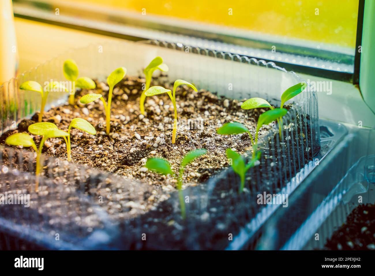 Young germinated seeds of rhubarb wavy in seedlings on a window sill in ...