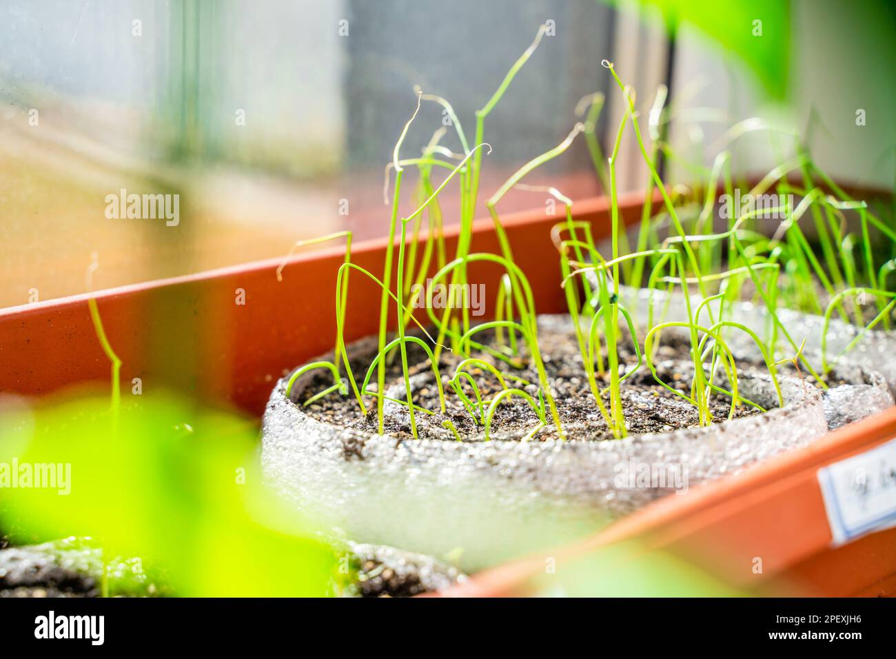Young sprouts of onion seedlings in a roll of polyethylene foam close ...
