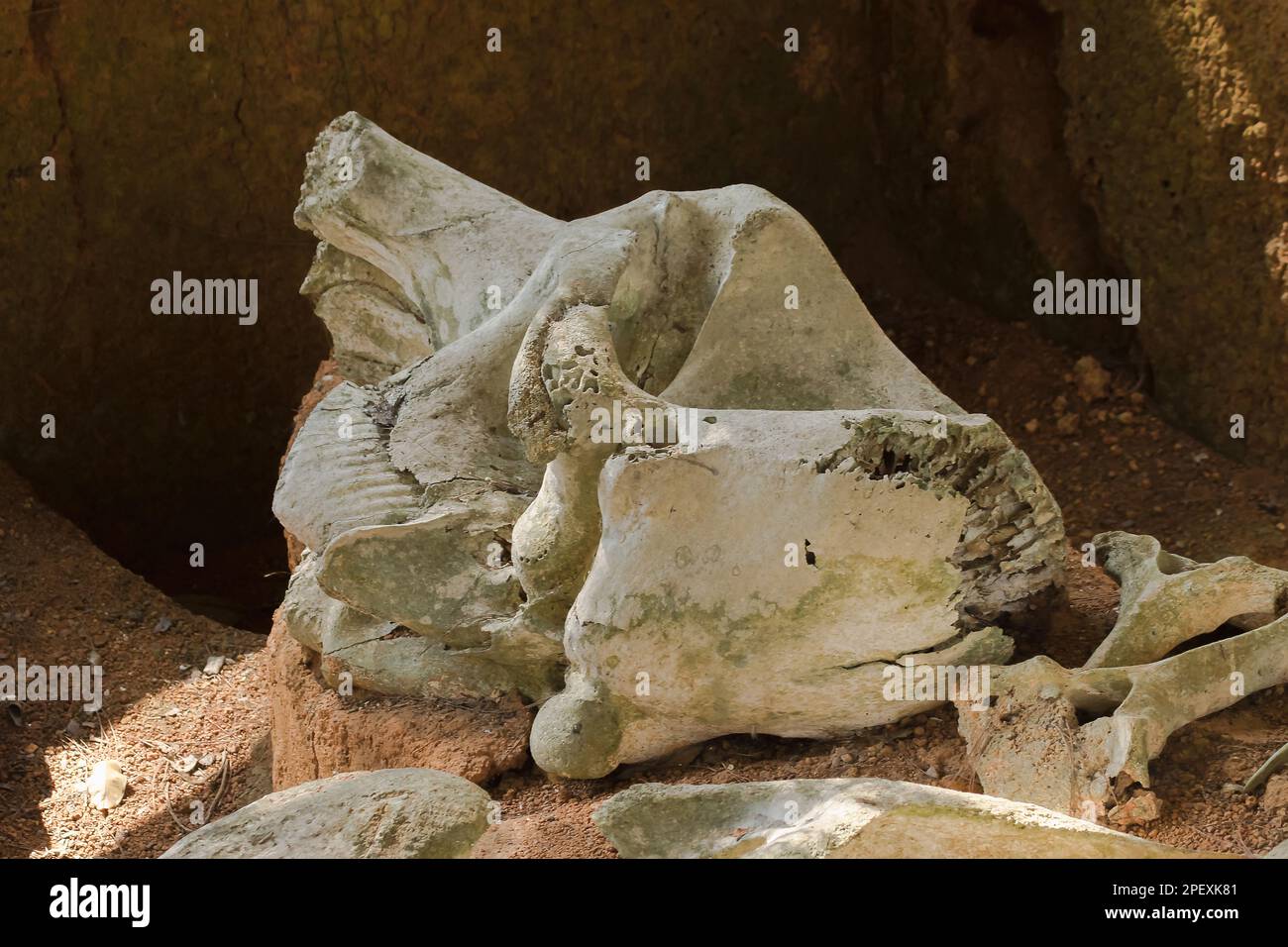Ancient elephant fossils Millions of years old That were unearthed on ...