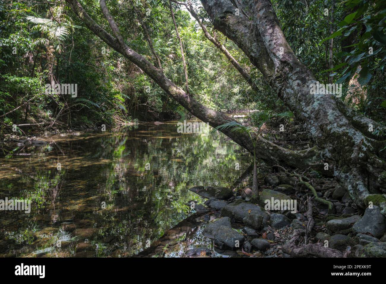The scenery along the Madja Boardwalk in the Daintree Rainforest ...