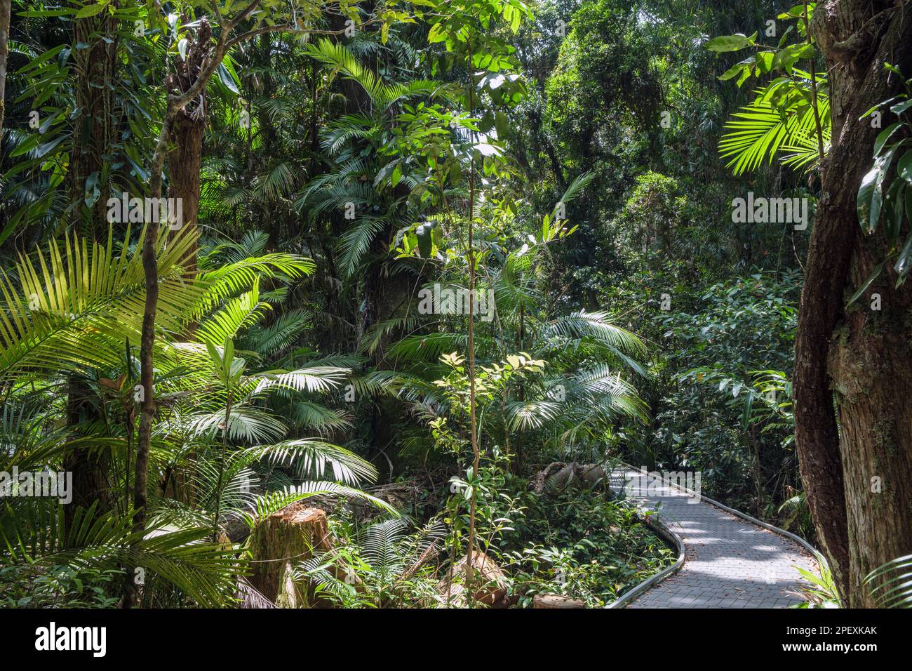 The Madja Boardwalk, Daintree Rainforest, Queensland, Australia Stock ...
