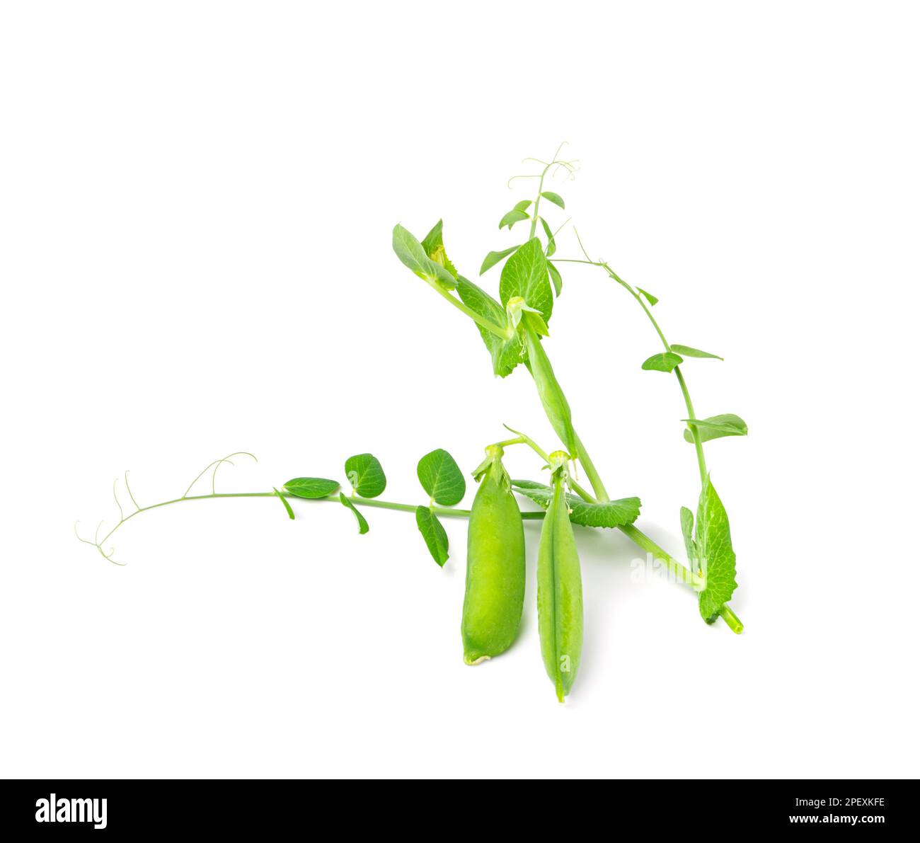 Pea Leaf and Pods Isolated, Green Leaves, Fresh Legumes Sprouts, Spring ...
