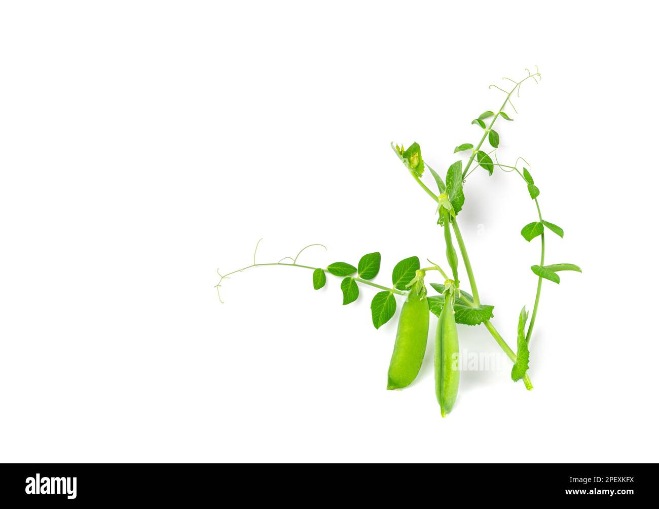 Pea Leaf and Pods Isolated, Green Leaves, Fresh Legumes Sprouts, Spring ...
