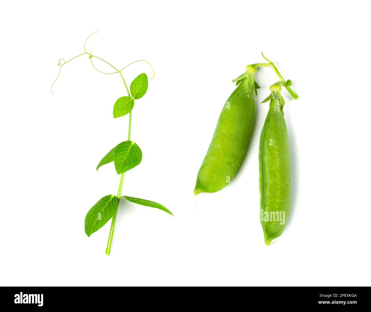 Pea Leaf and Pods Isolated, Green Leaves, Fresh Legumes Sprouts, Spring ...