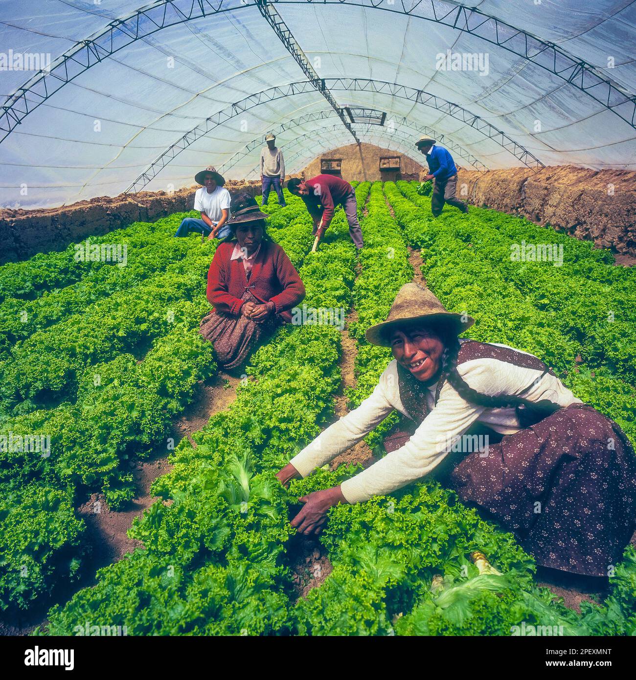 Bolivia, La Paz/El Alto. Aymara indians are working in a loam ...