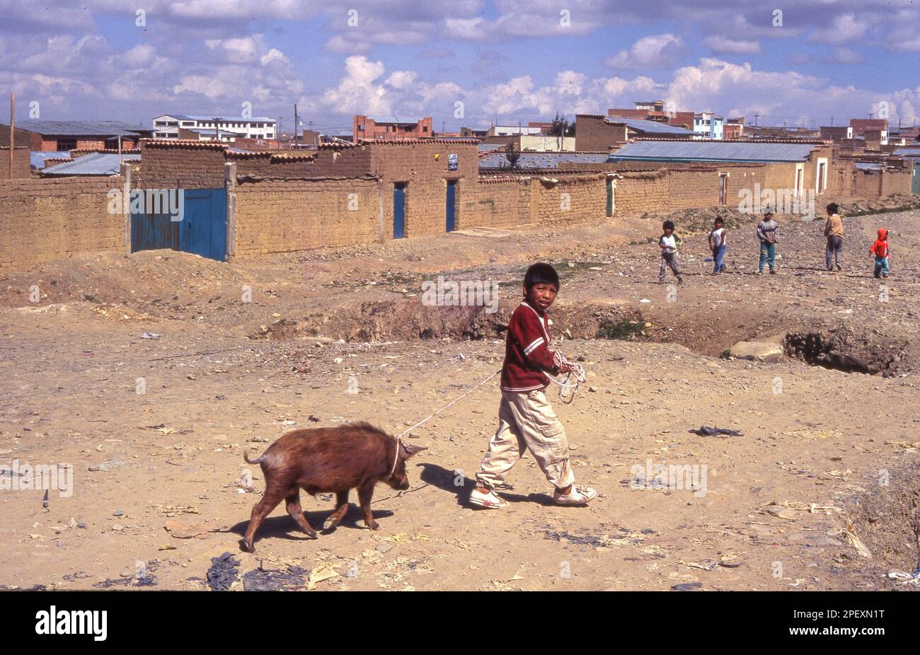 Bolivia, La Paz - El Alto. Boy is walking with a pig Stock Photo - Alamy