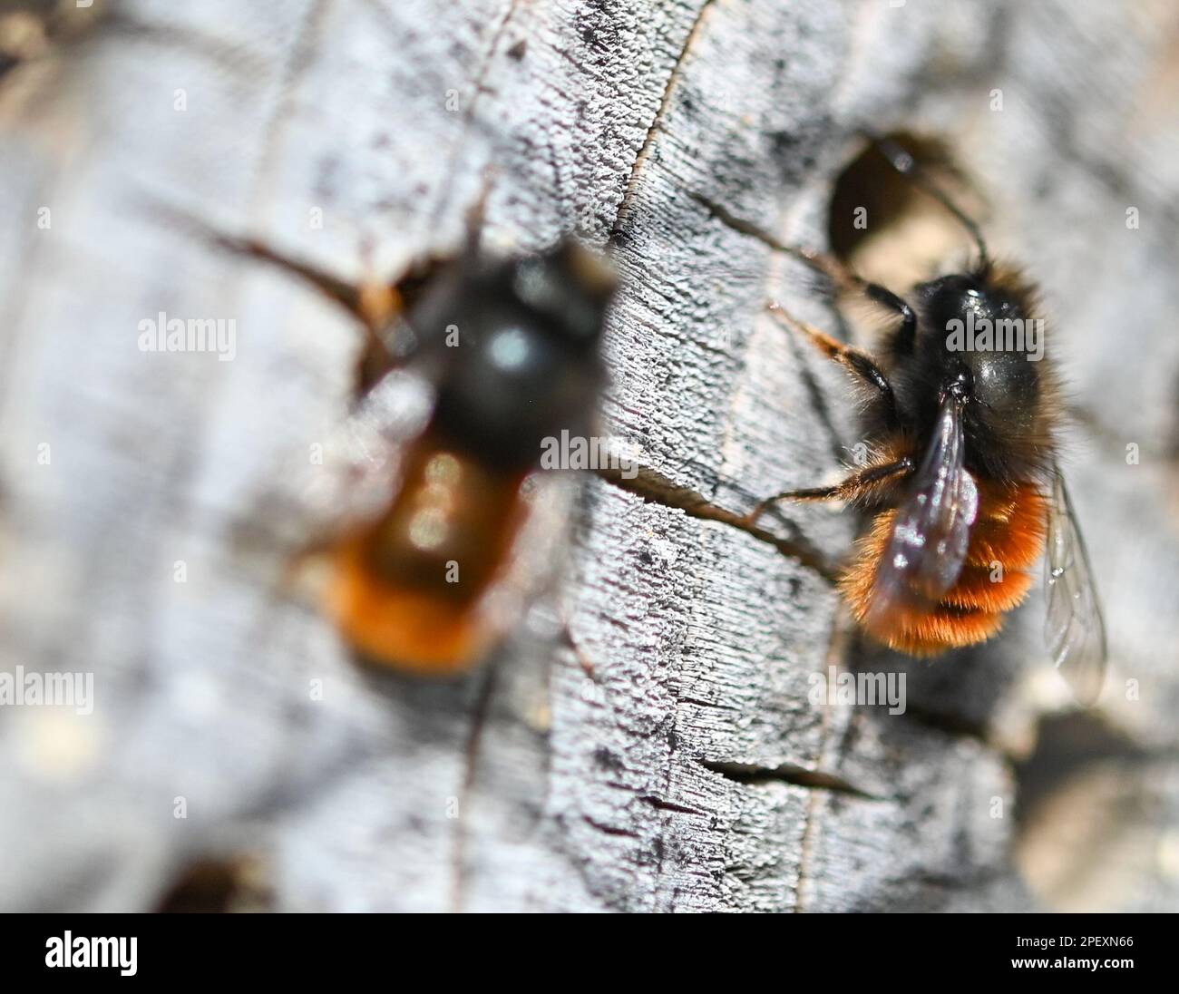 16 March 2023, Hesse, Frankfurt/Main: Two rust red mason bees crawl in ...
