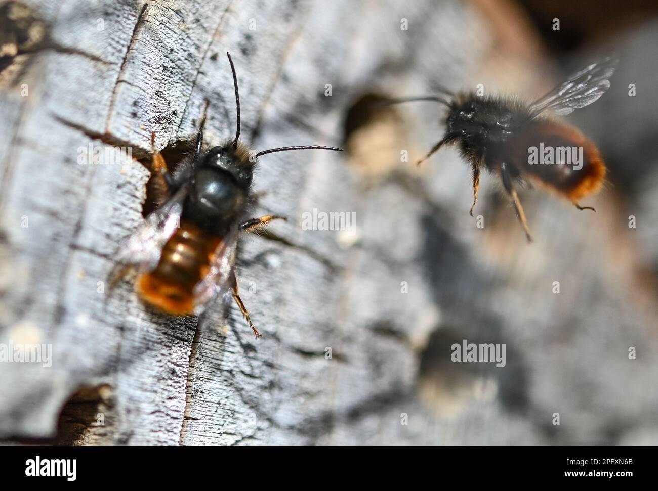 16 March 2023, Hesse, Frankfurt/Main: Two rust red mason bees crawl and ...