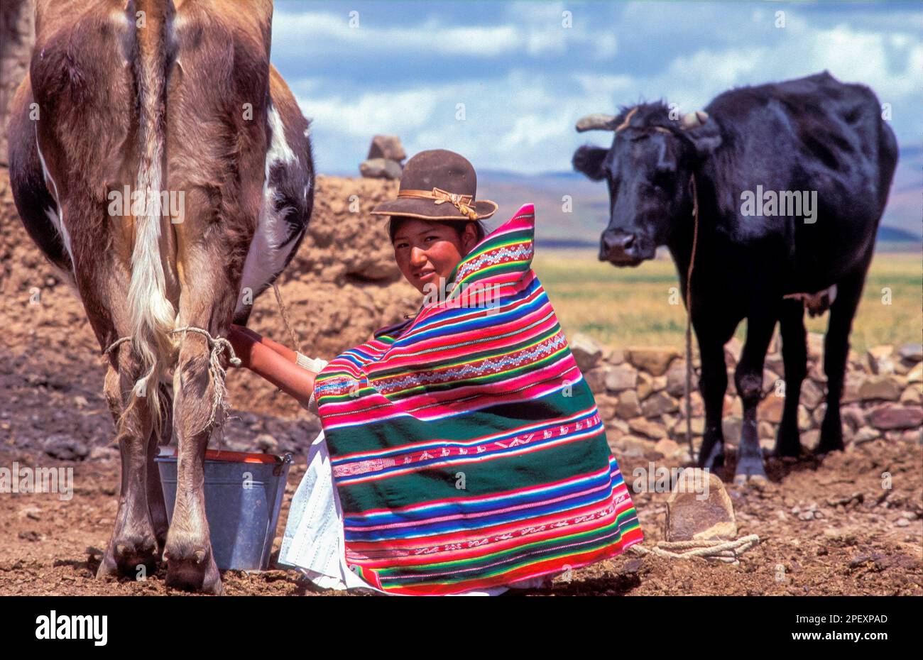 Bolivia cow hi-res stock photography and images - Alamy