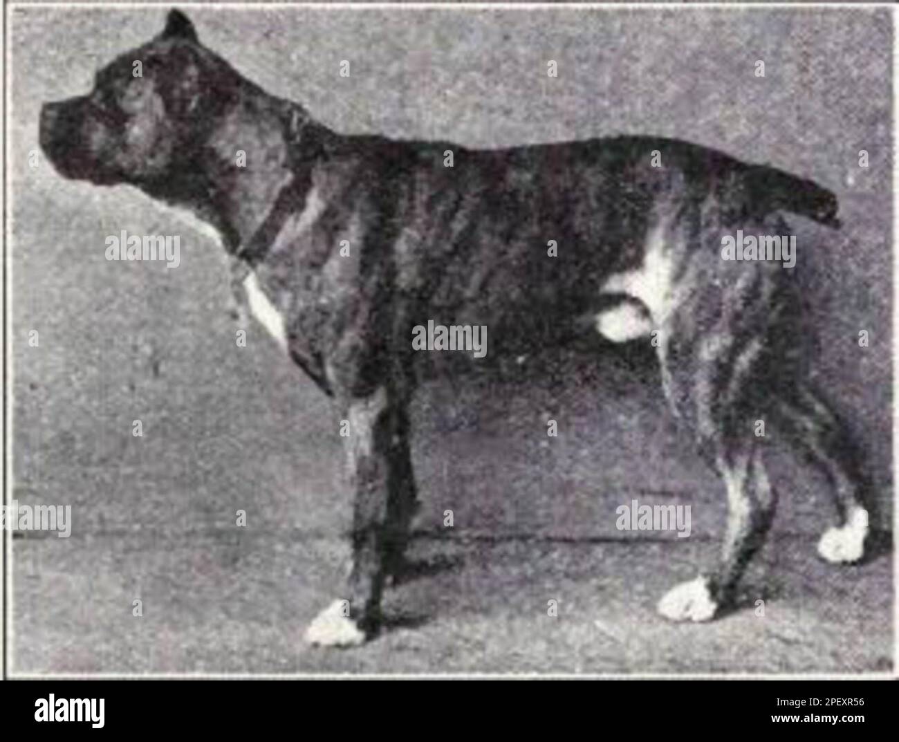Boxer from 1915 Stock Photo - Alamy