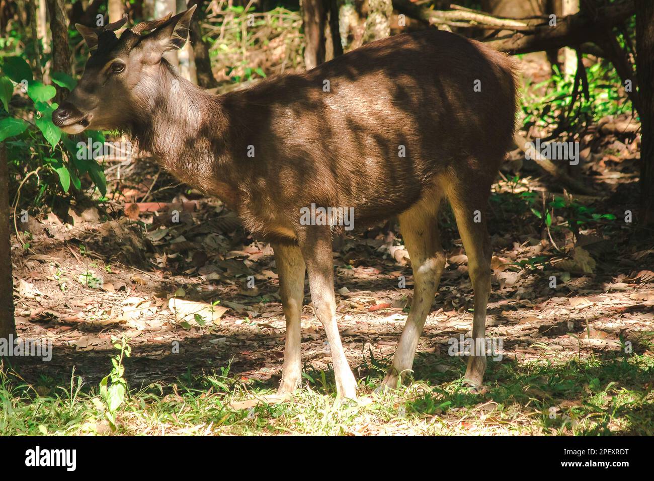 Wild deer standing in the shadow of the forest. Wild deer like to be ...