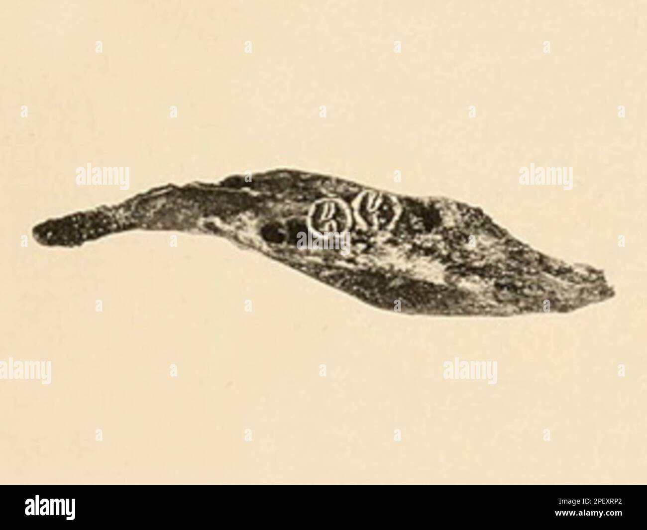 Oriente cave rat hi-res stock photography and images - Alamy