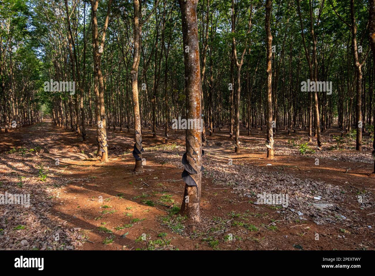 Rubber tree plantation. Rowes of rubber trees in tropical woodland ...