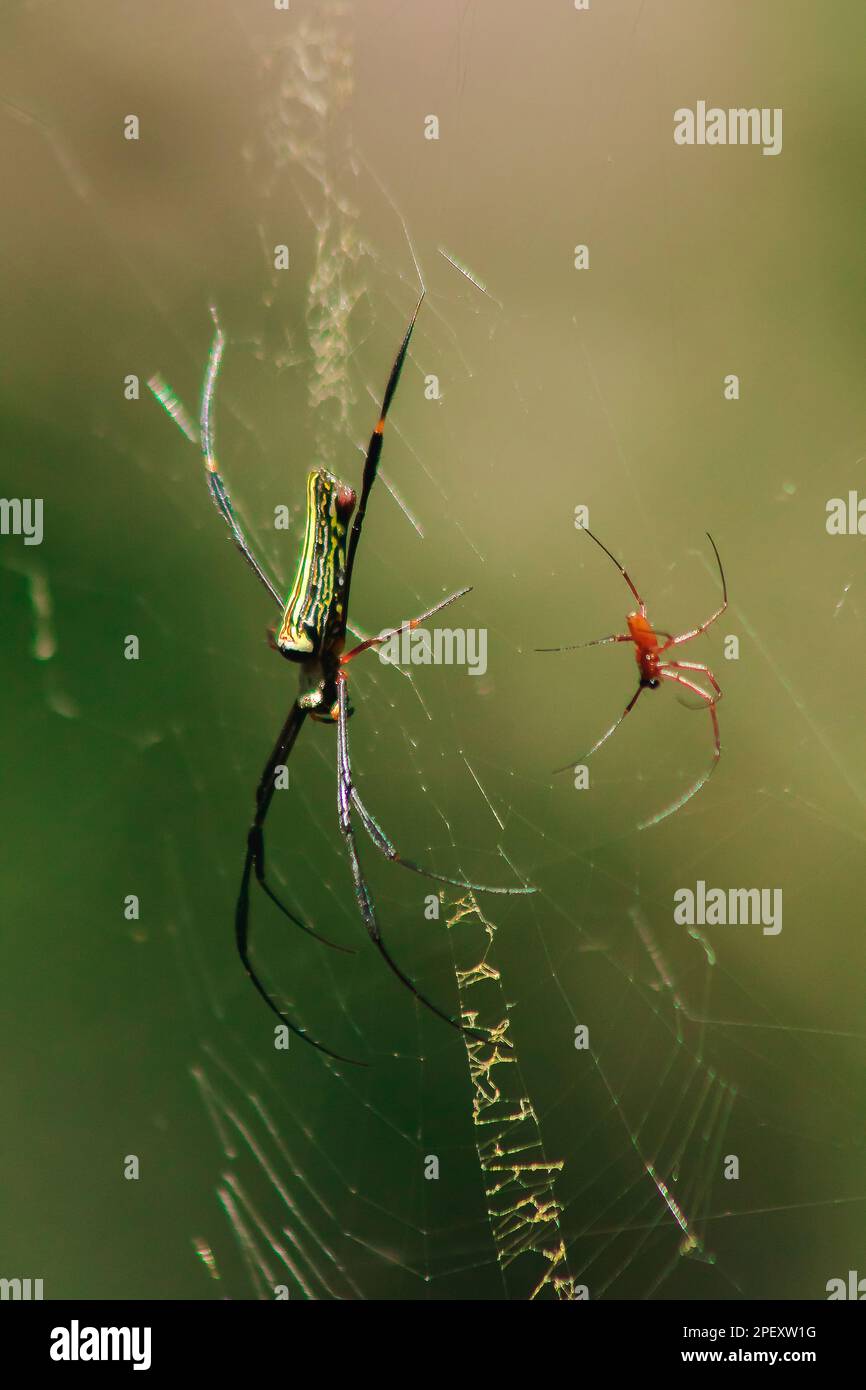 Nephila maculata spiders lie on the leaves to trap prey. (Golden Orb ...