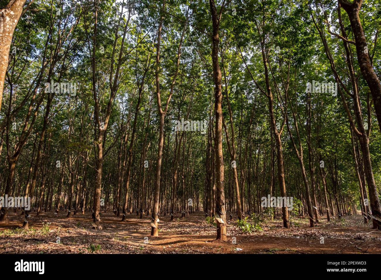 Rubber tree plantation. Rowes of rubber trees in tropical woodland ...