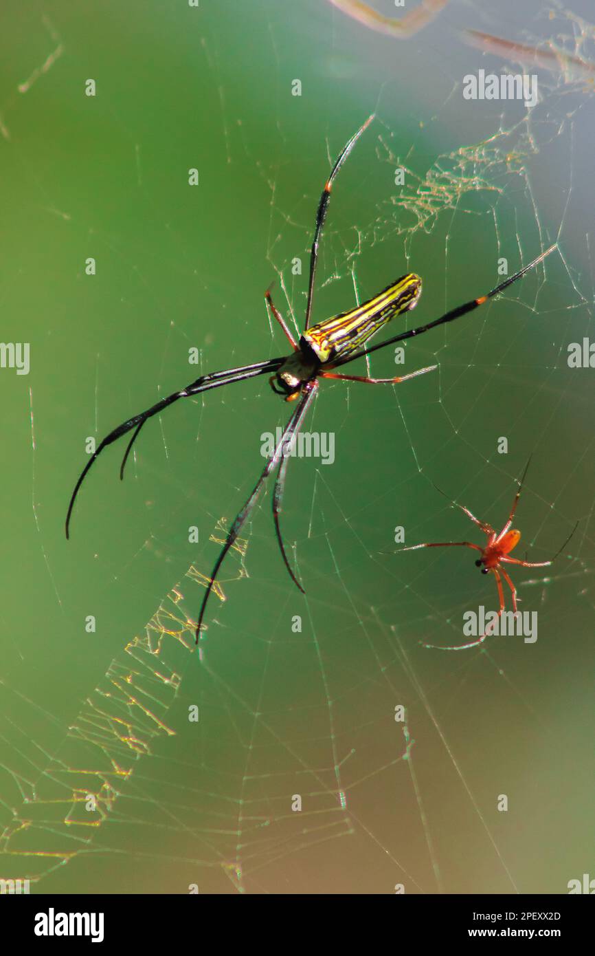 Nephila maculata spiders lie on the leaves to trap prey. (Golden Orb ...